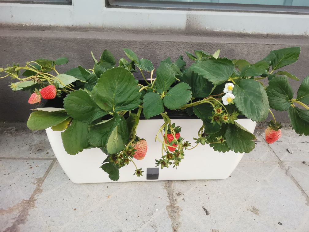 A comprehensive strawberry digital image dataset website